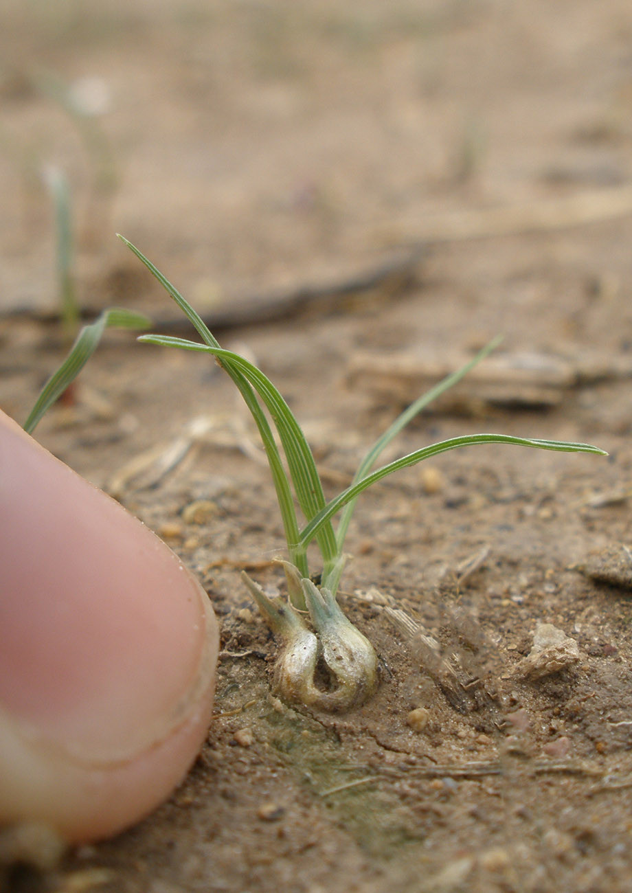 Buffalograss | Native American Seed