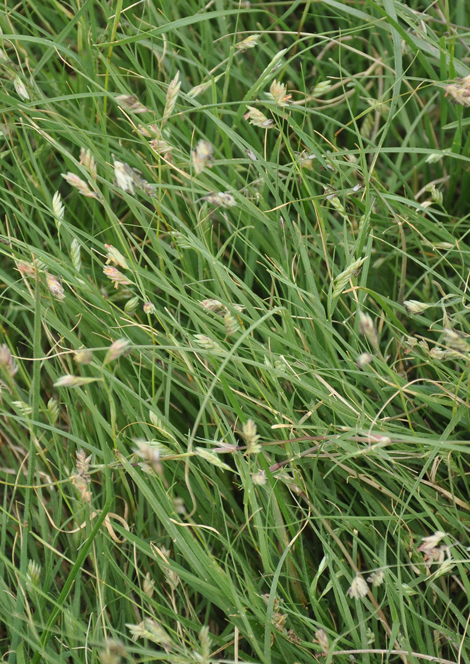 Buffalograss | Native American Seed
