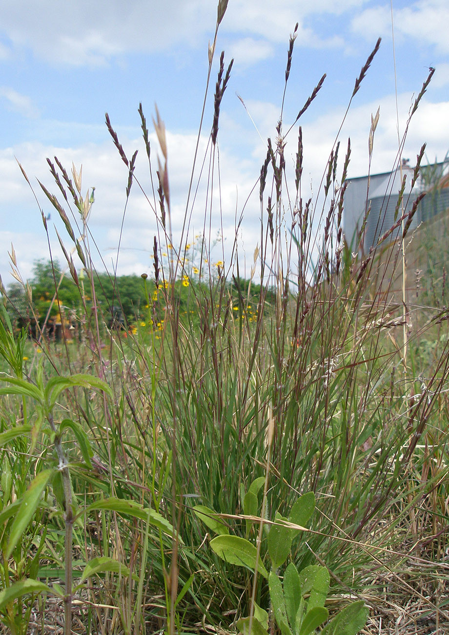 Curly Mesquite Grass
