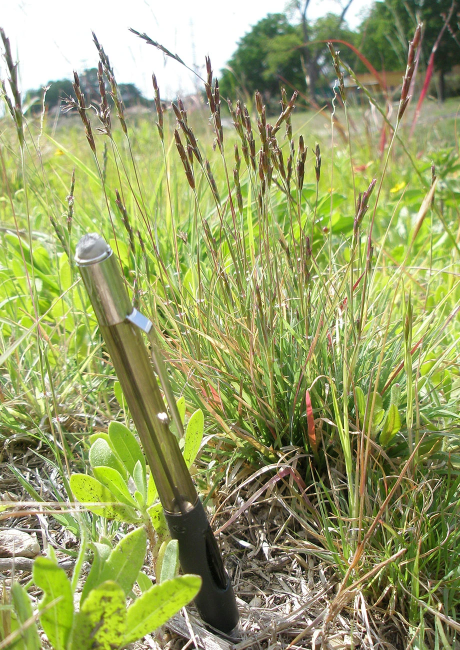 Native Sun Turf | Native American Seed