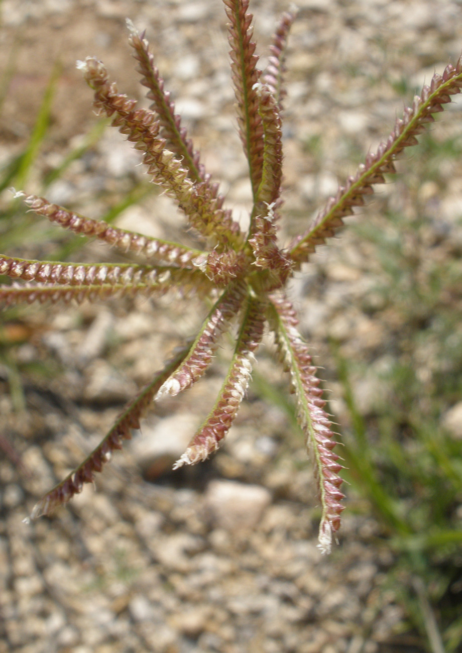 Hooded Windmill Grass | Native American Seed