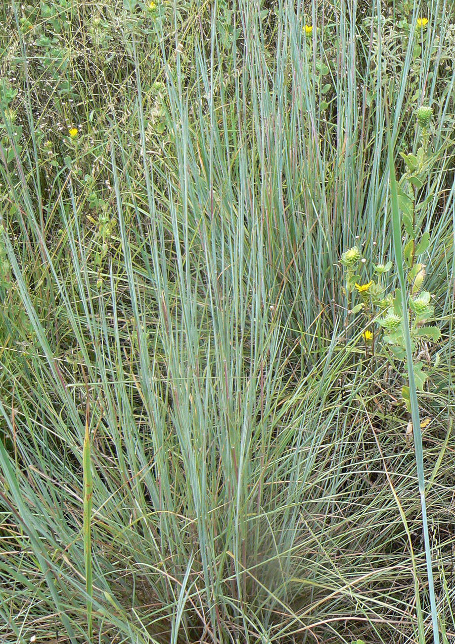 Little Bluestem | Native American Seed