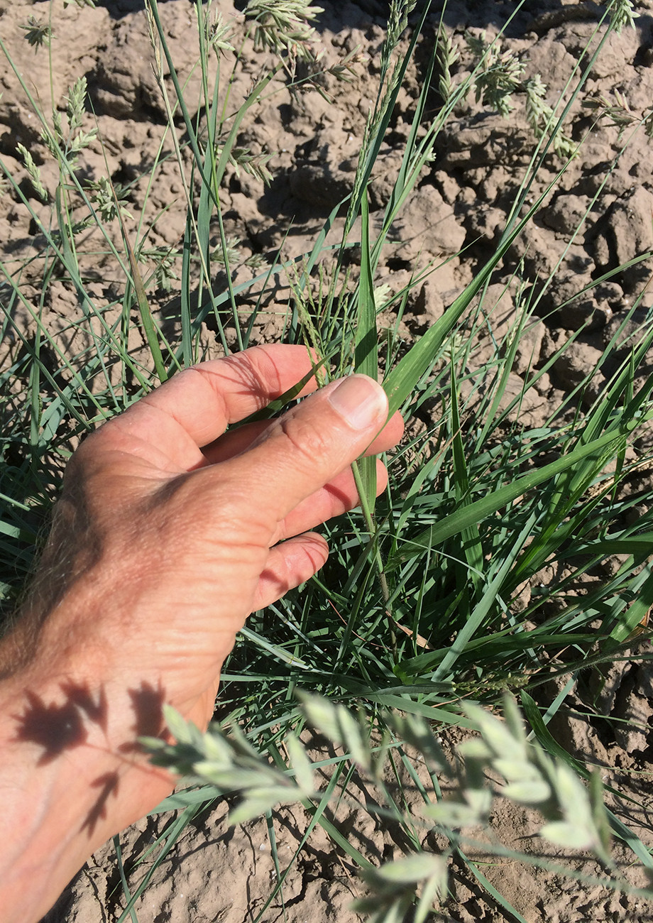 Red Lovegrass | Native American Seed