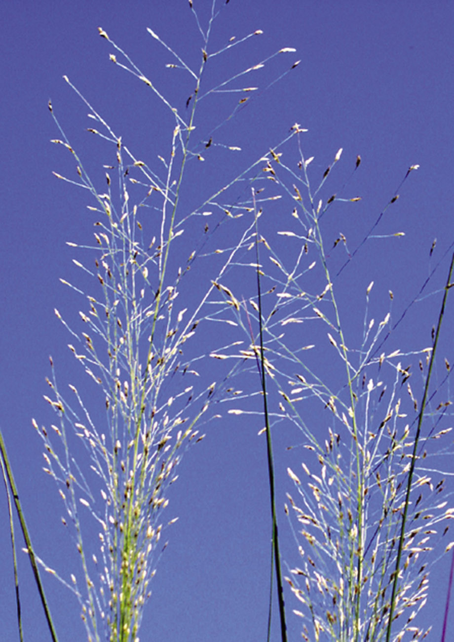 Alkali Sacaton | Native American Seed