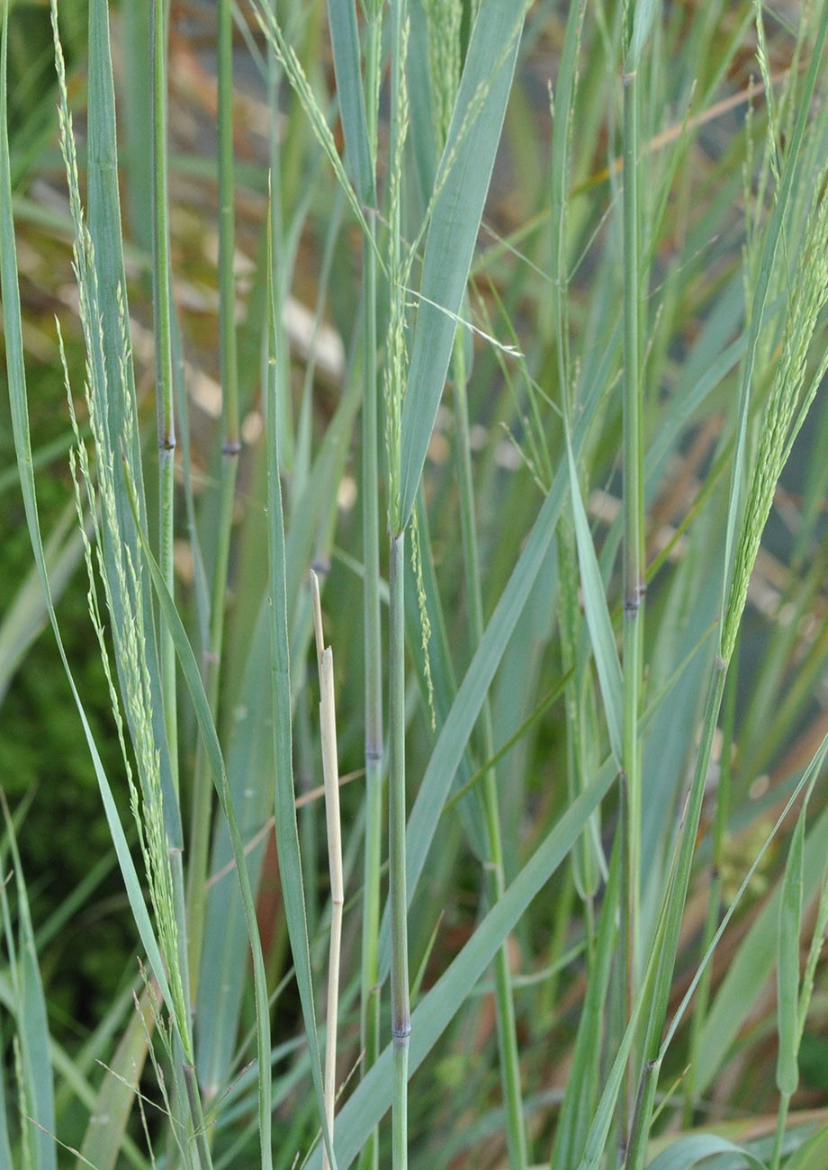 Switchgrass | Native American Seed