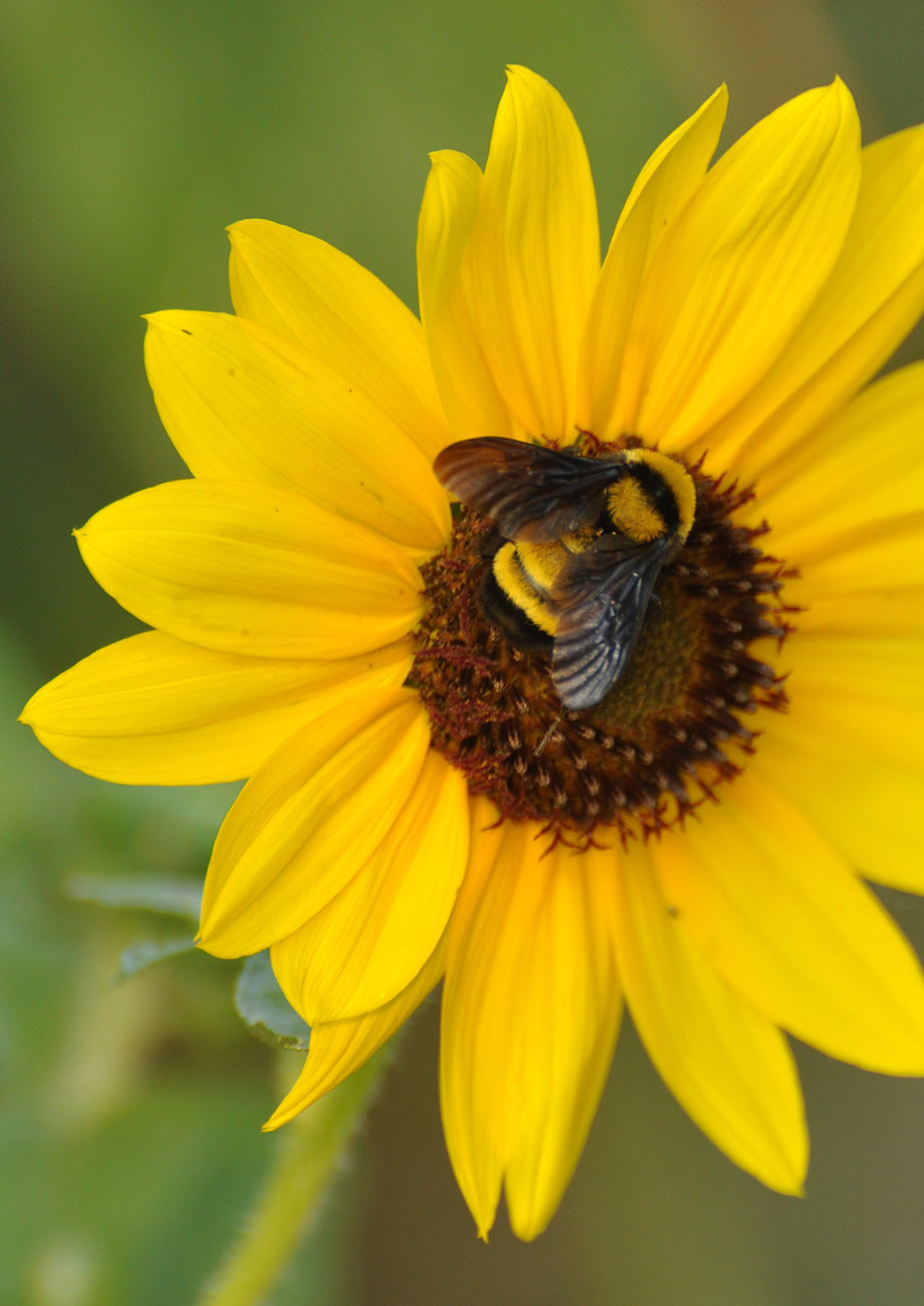 Bee Happy Mix | Native American Seed