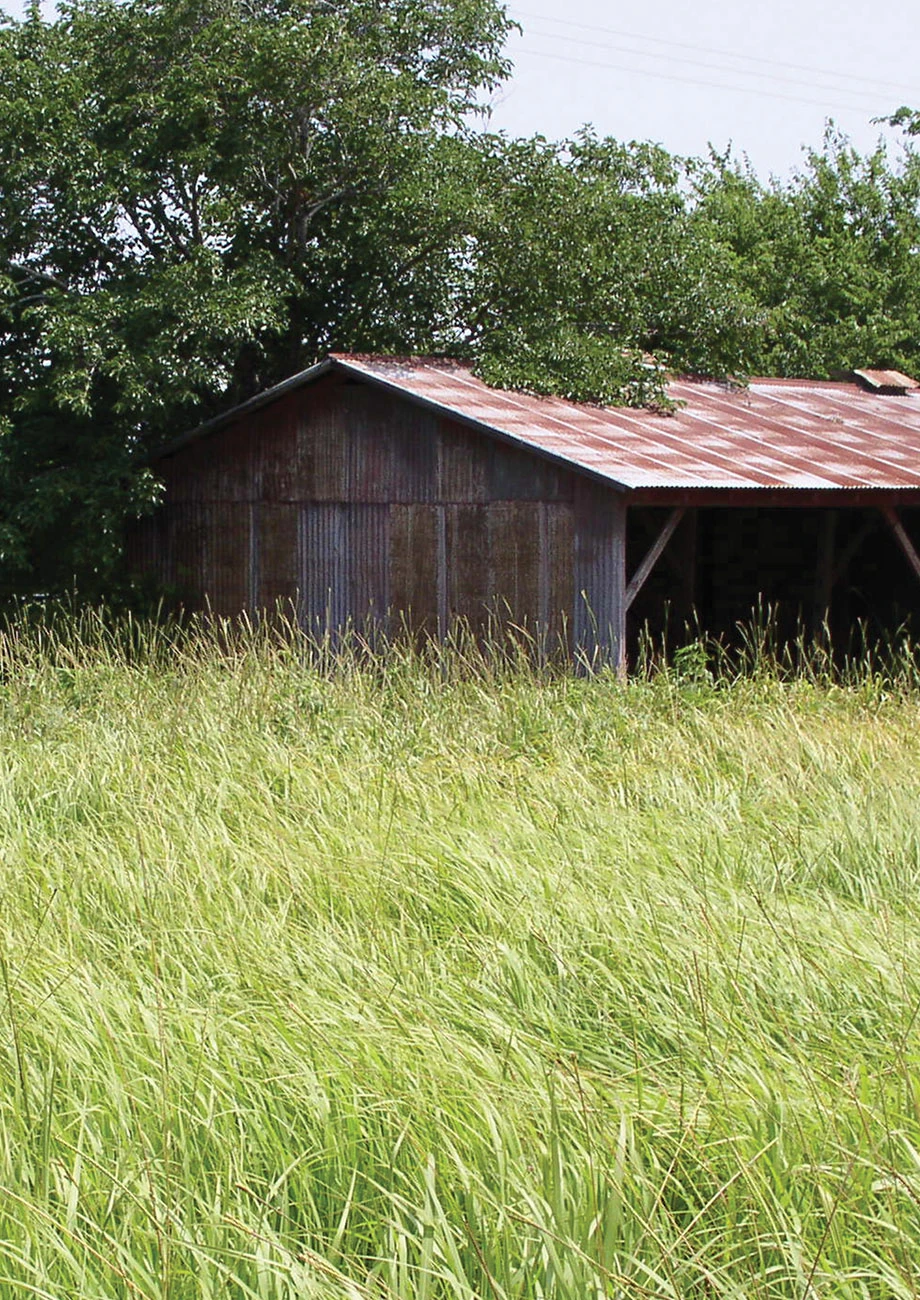 Blackland Prairie Mix | Native American Seed