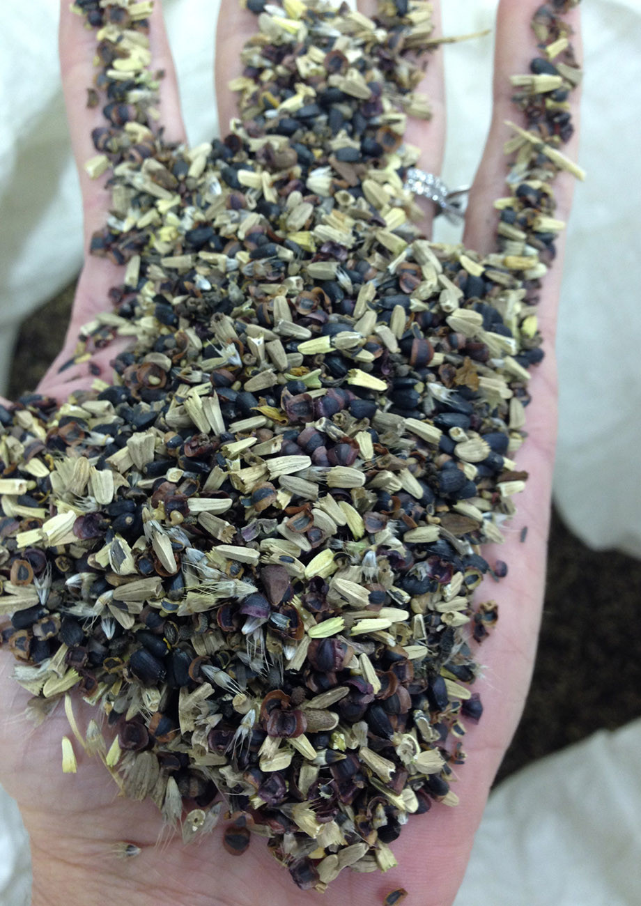 Pollinator Essentials Mix | Native American Seed