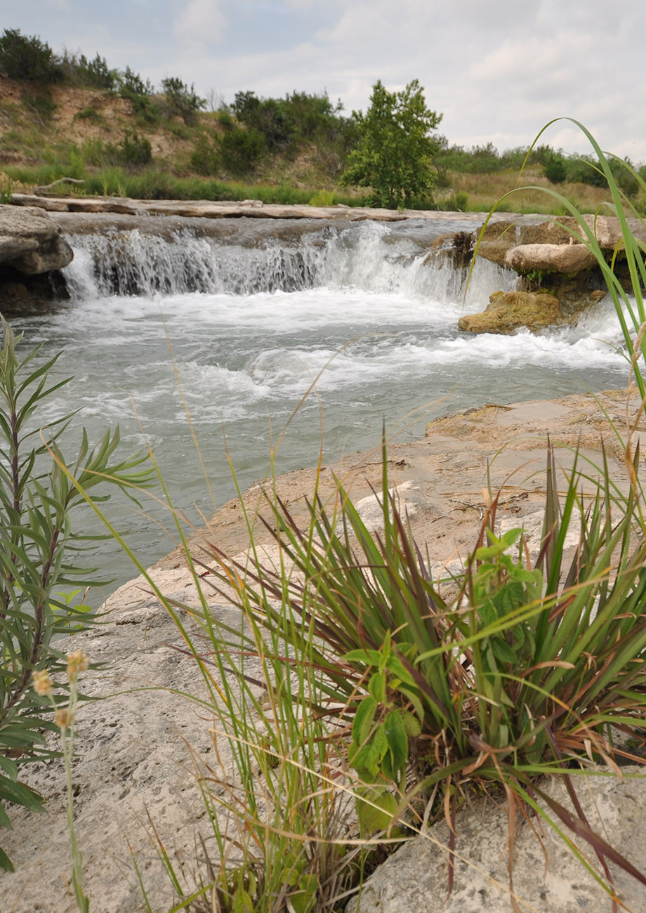 Riparian Recovery Mix | Native American Seed