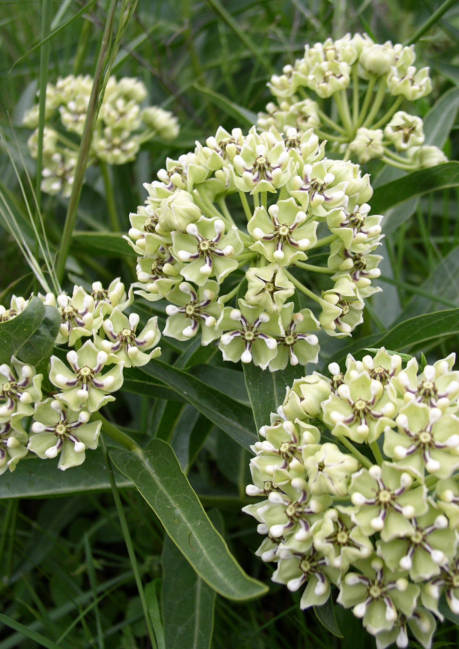Antelope Horn | Native American Seed