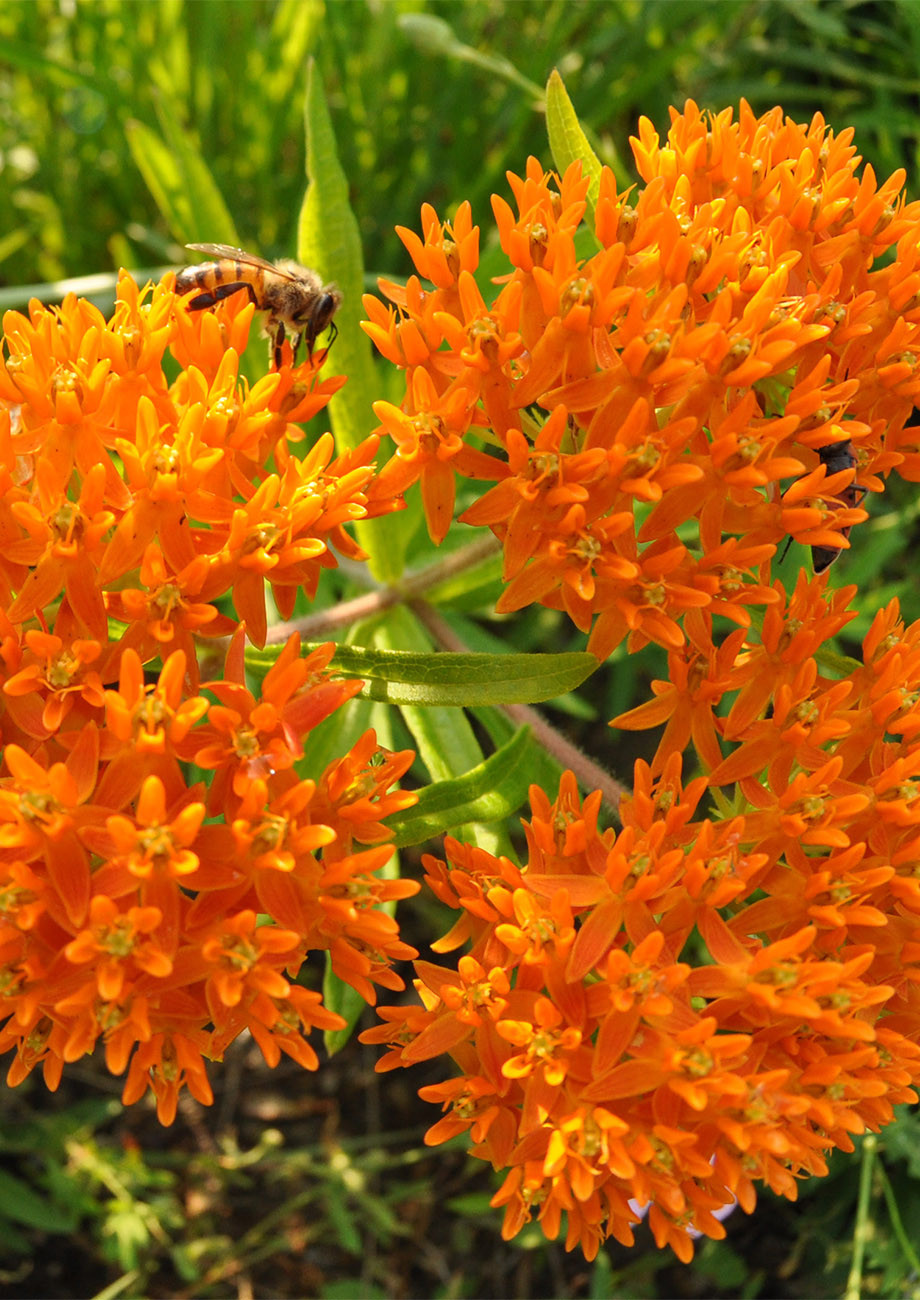 Butterfly Weed | Native American Seed