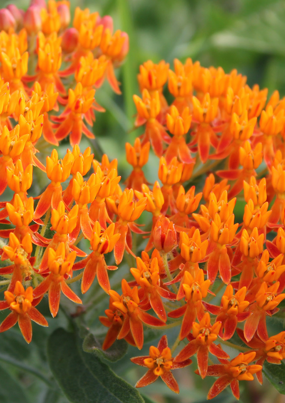 Butterfly Weed | Native American Seed