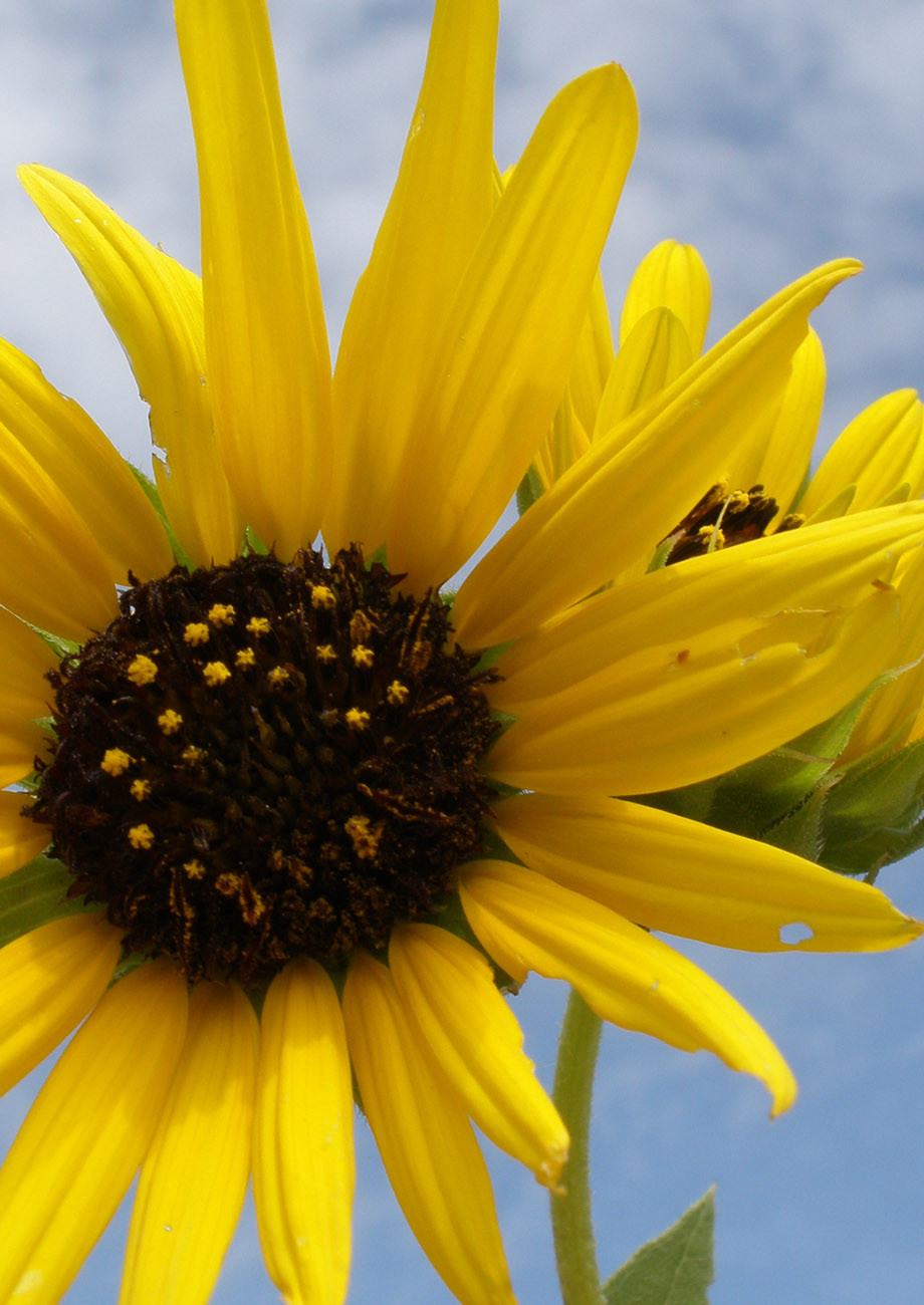 Common Sunflower | Native American Seed