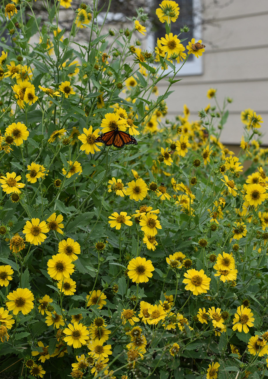 Cowpen Daisy | Native American Seed