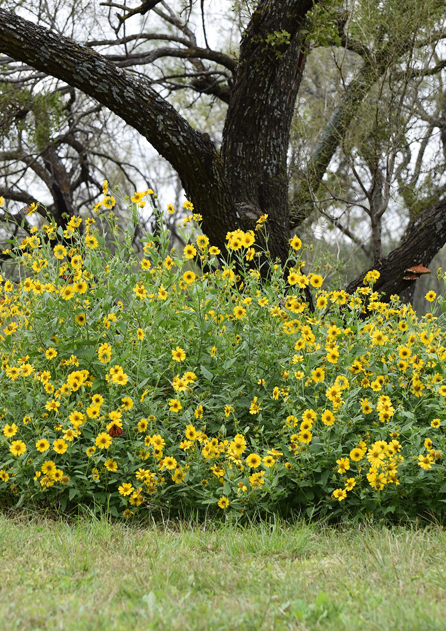 Cowpen Daisy | Native American Seed