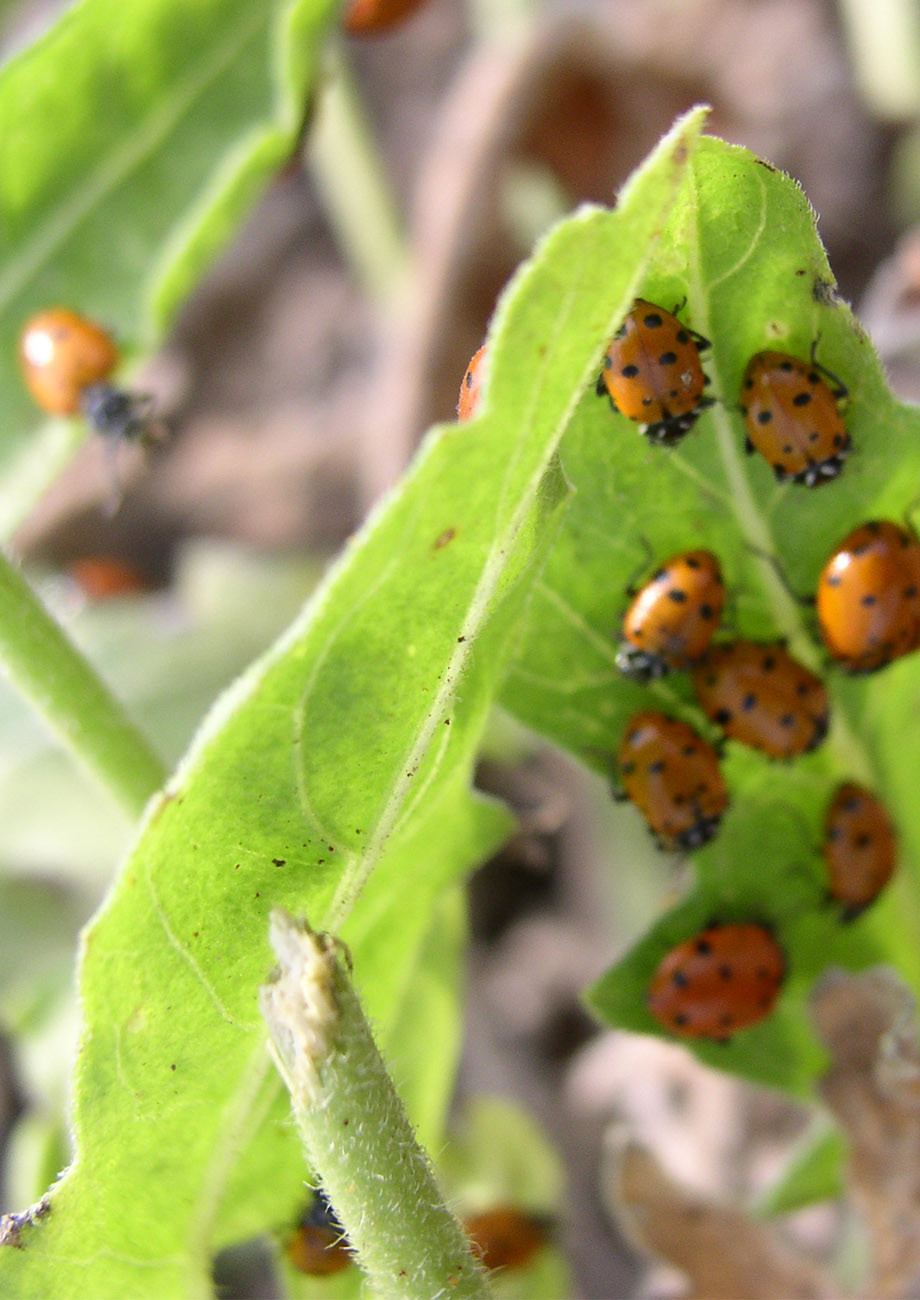 Cutleaf Daisy | Native American Seed