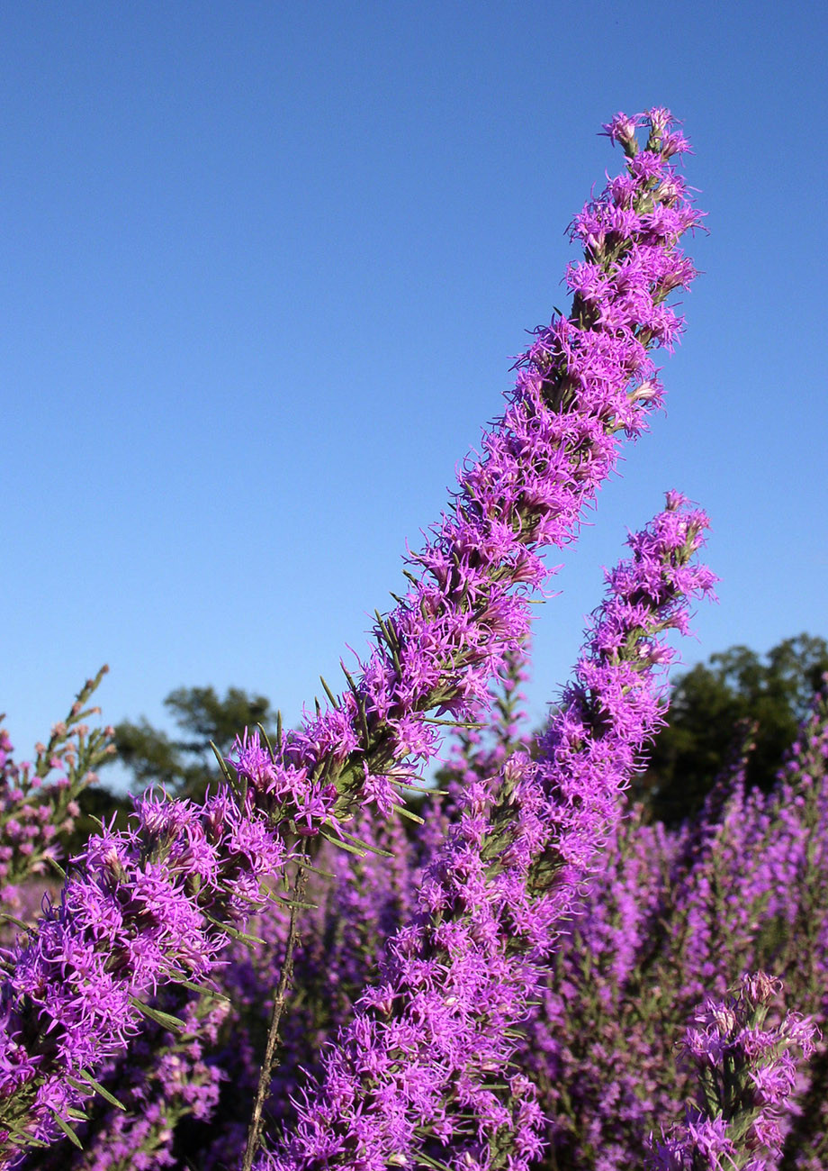 Tall Goldenrod | Native American Seed