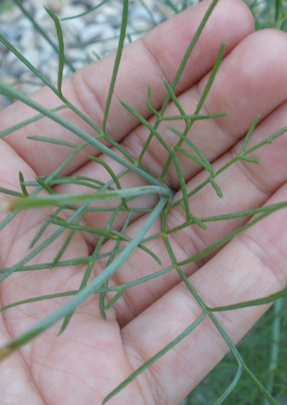 Greenthread | Native American Seed