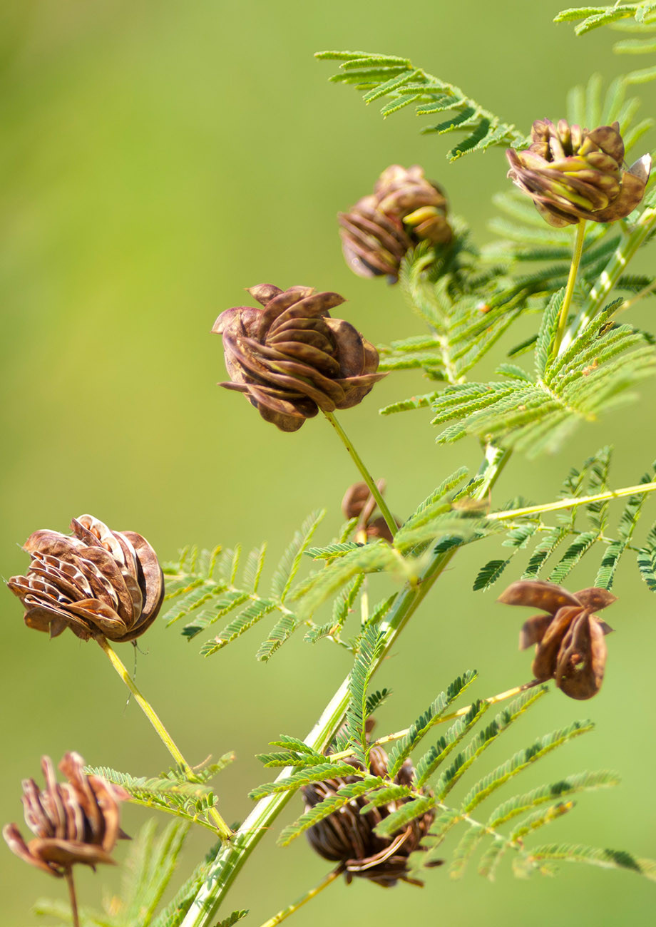 Illinois Bundleflower | Native American Seed