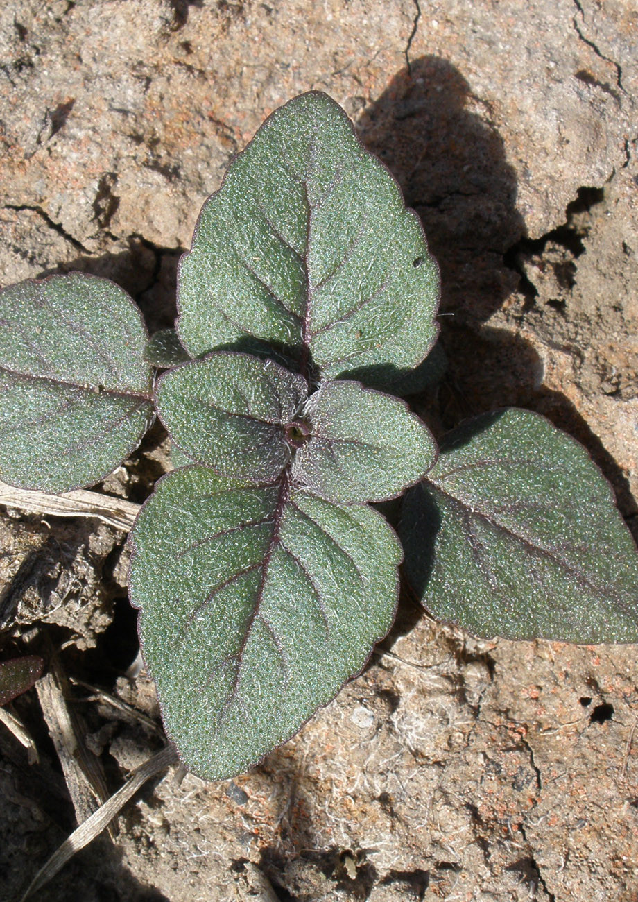Lemon Mint | Native American Seed