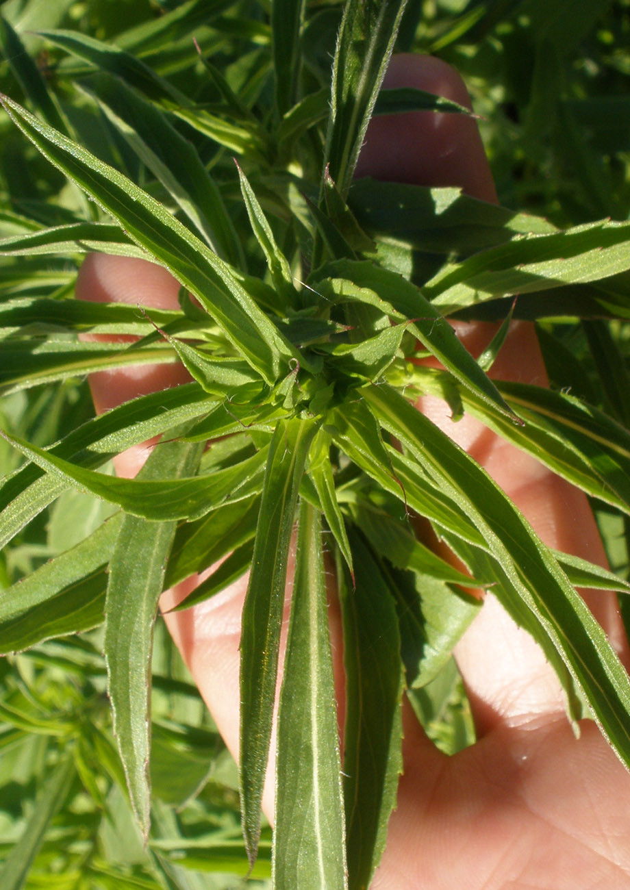 Lemon Mint | Native American Seed