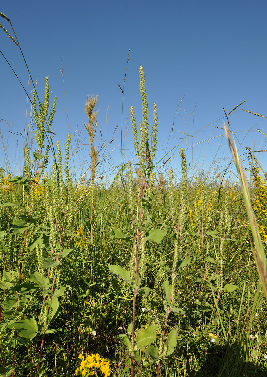 Marsh Elder | Native American Seed