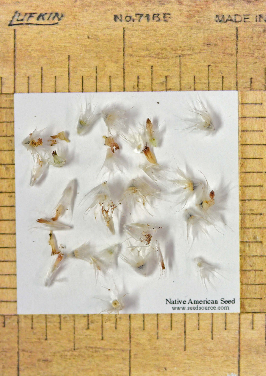 Pincushion Daisy | Native American Seed