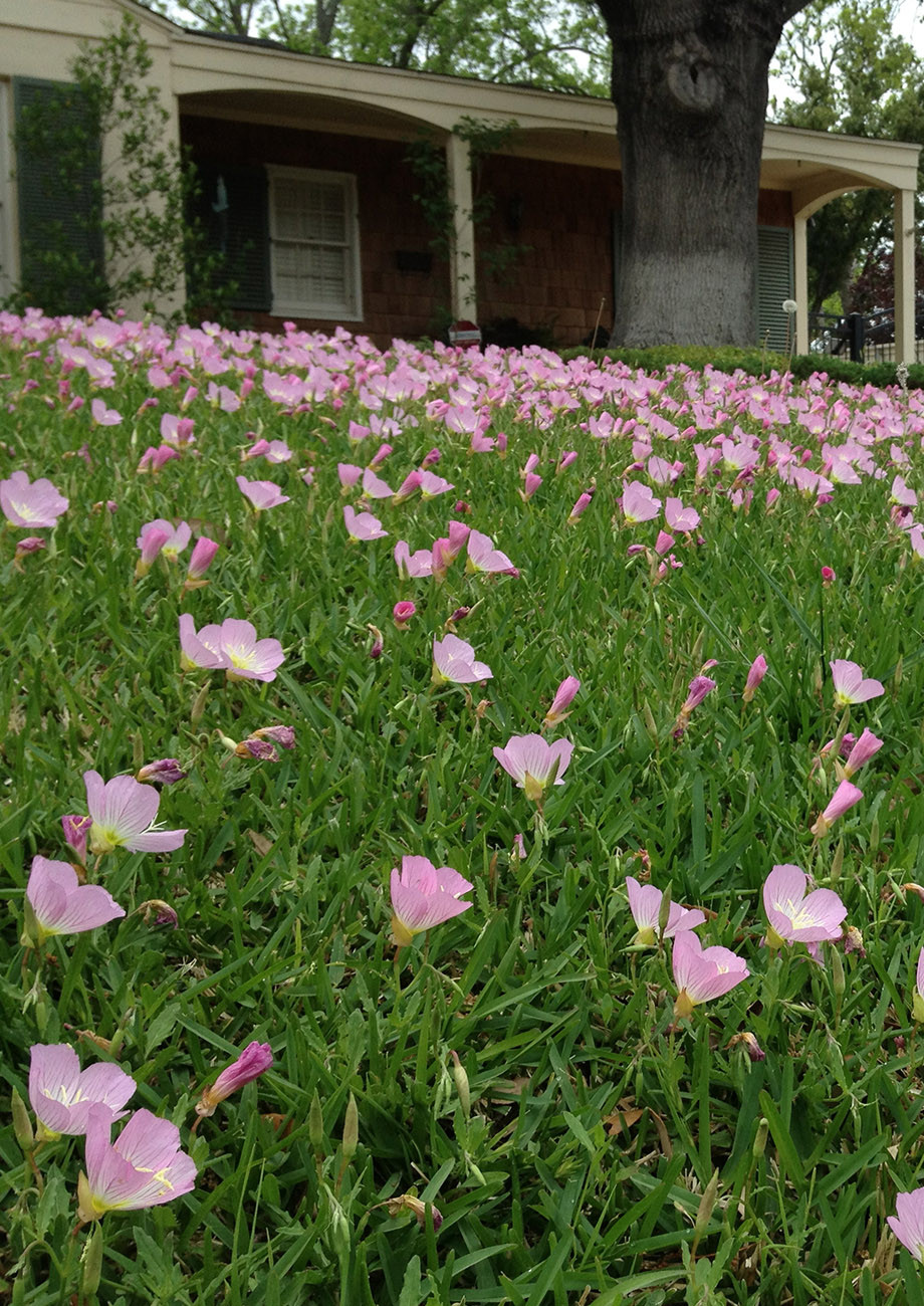 Pink Evening Primrose | Native American Seed