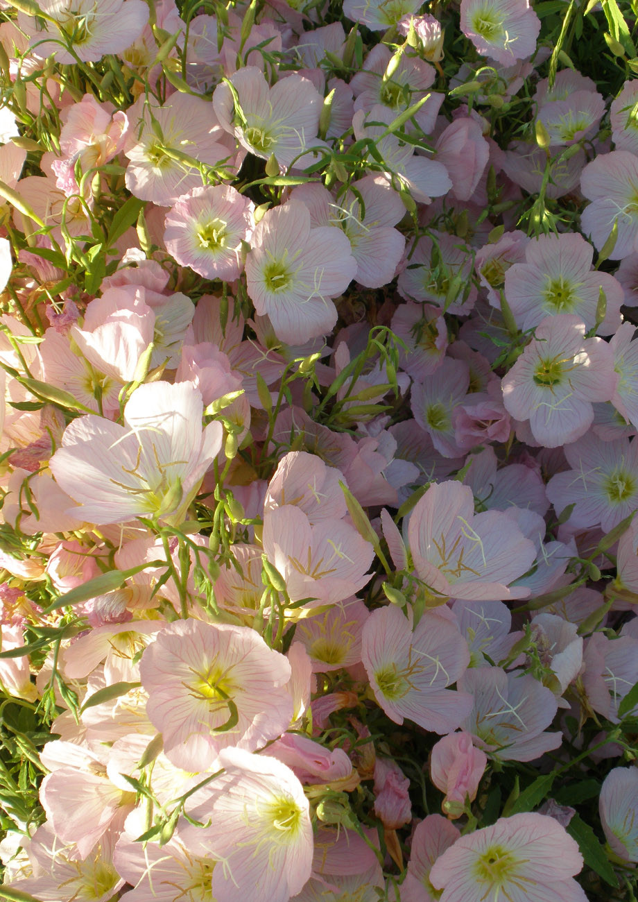Pink Evening Primrose | Native American Seed