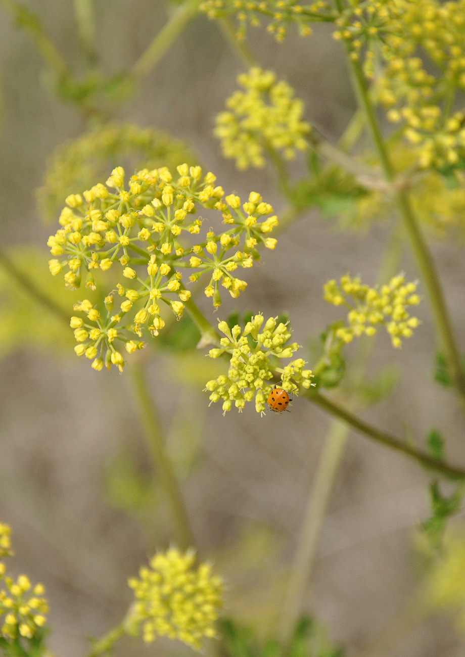 Purple Prairie Clover | Native American Seed