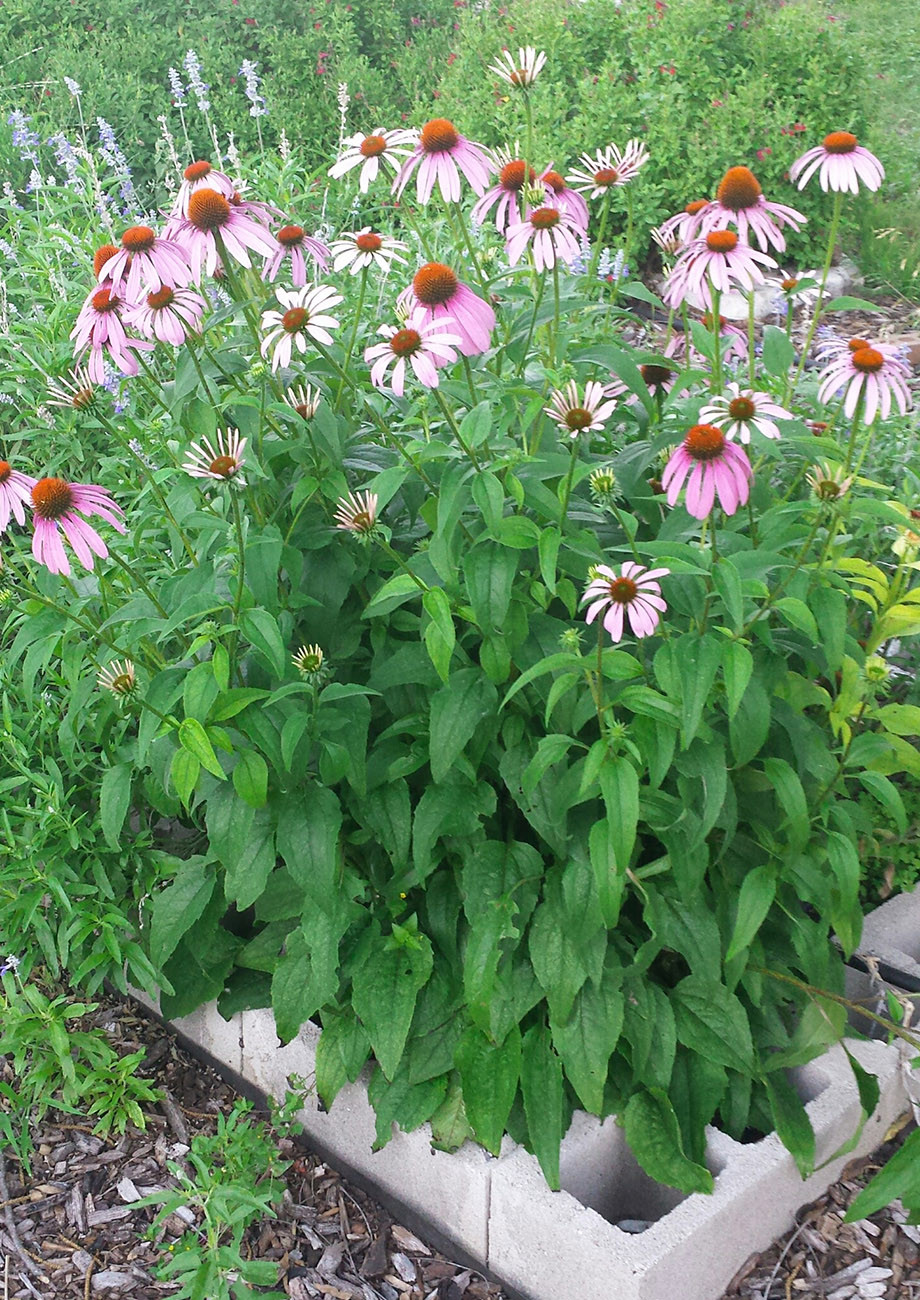 Purple Coneflower | Native American Seed