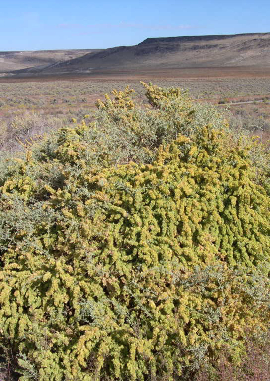 Saltbush Fourwing | Native American Seed
