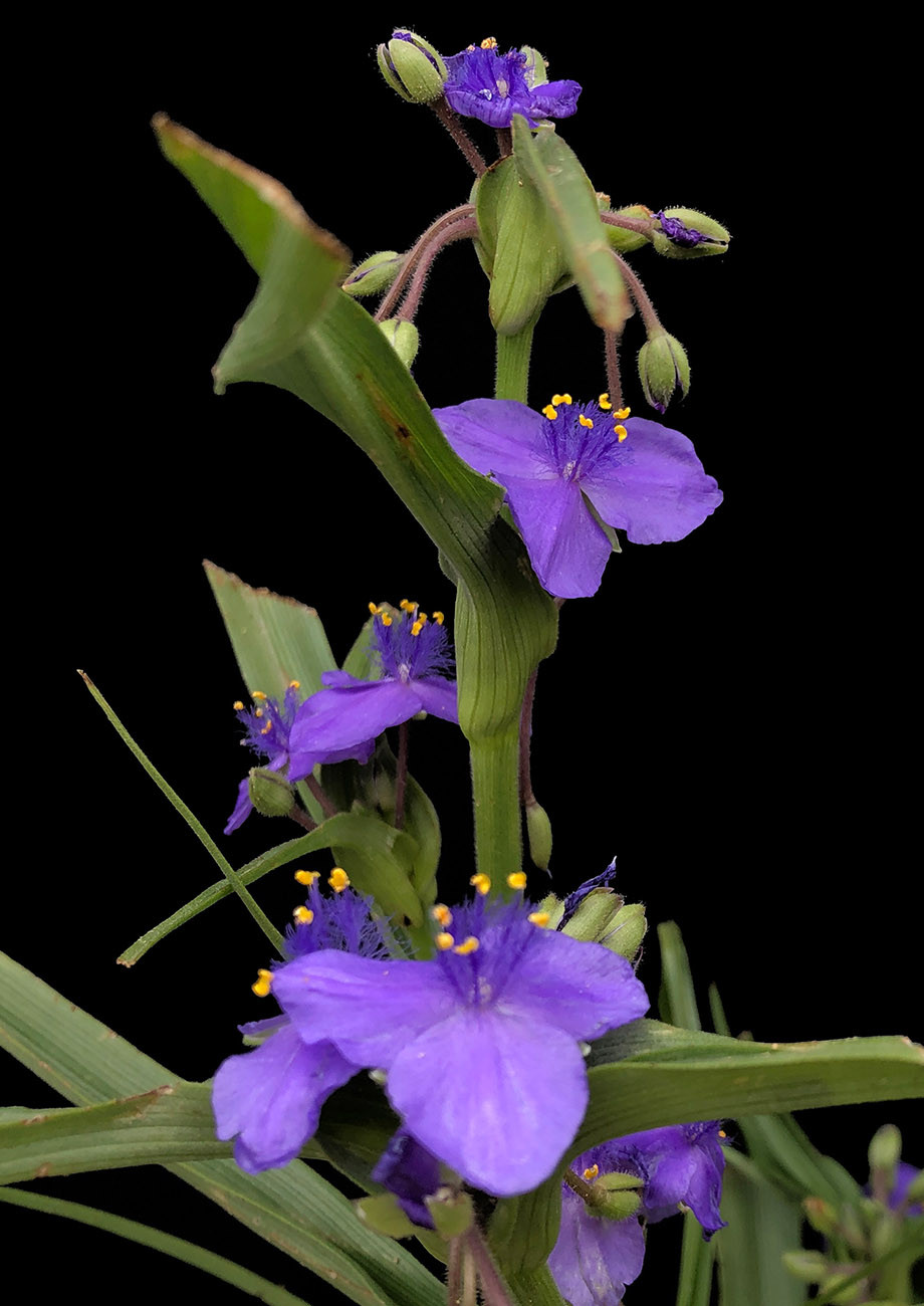 Spiderwort | Native American Seed