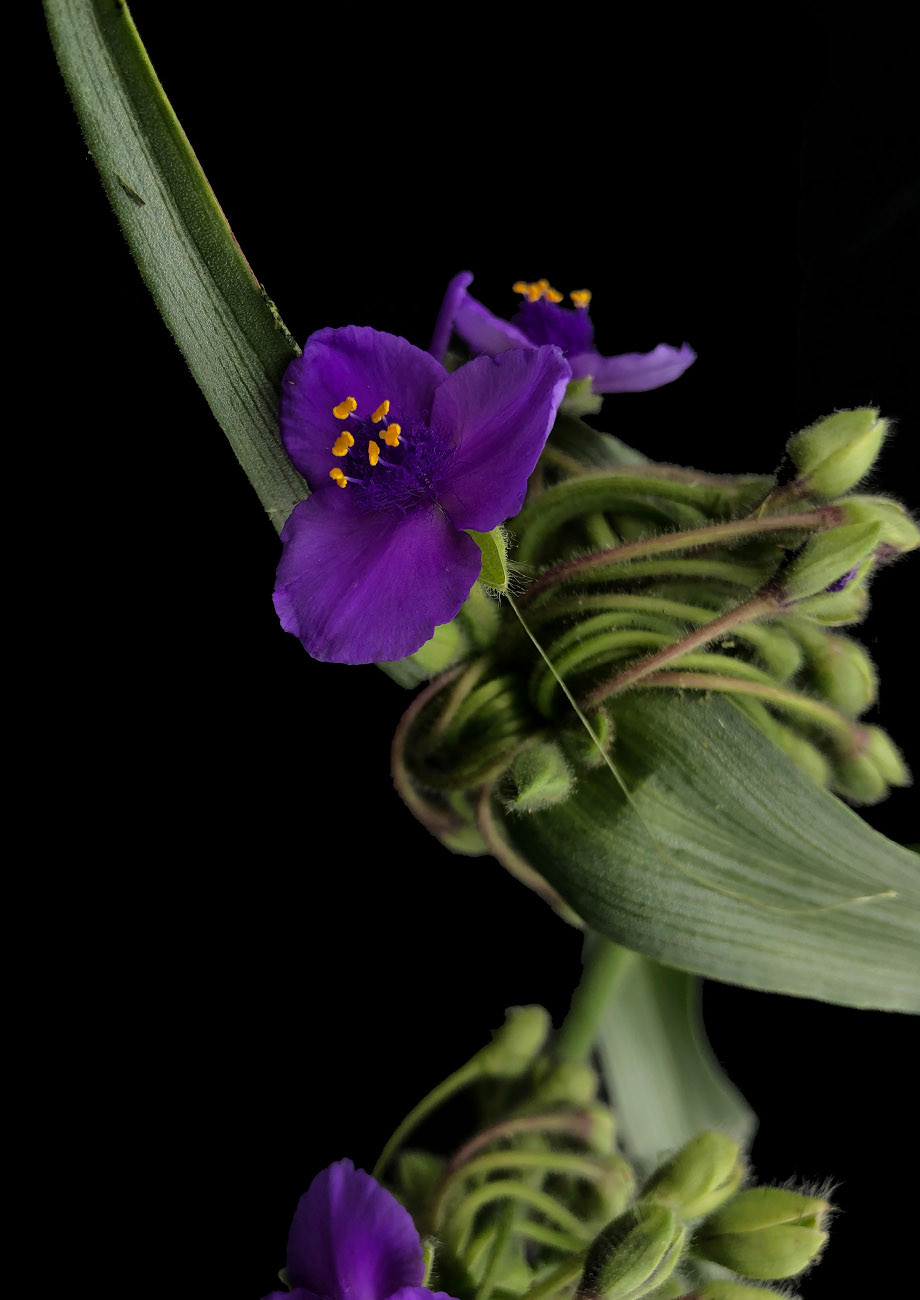 Spiderwort | Native American Seed