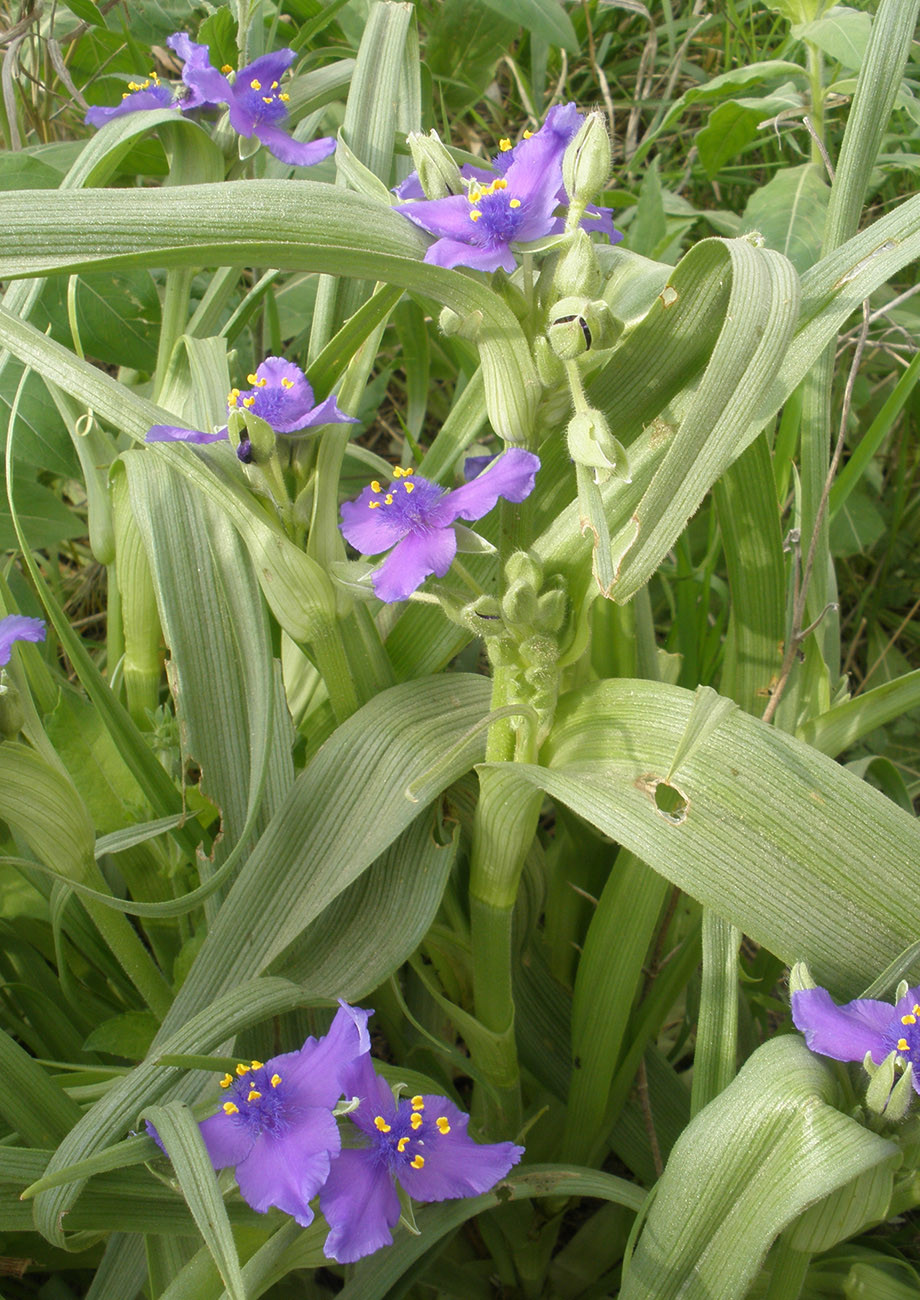 Spiderwort | Native American Seed