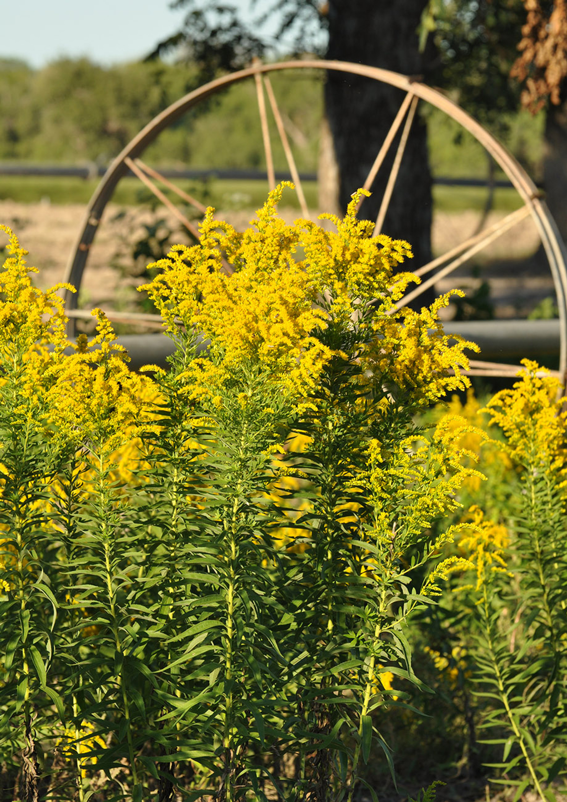 Tall Goldenrod | Native American Seed
