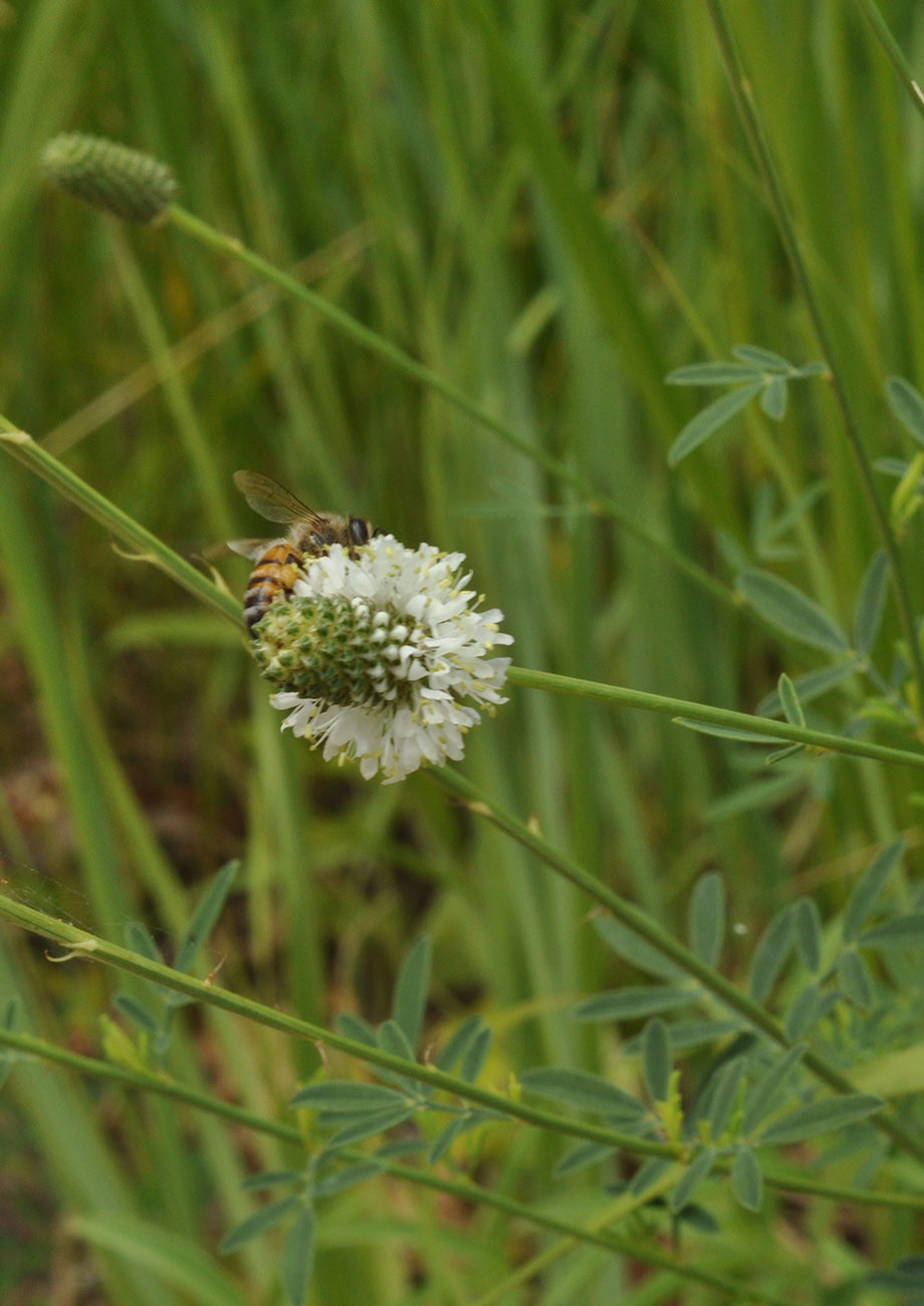 White Prairie Clover | Native American Seed