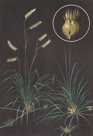 Field Guide To Common Texas Grasses | Native American Seed