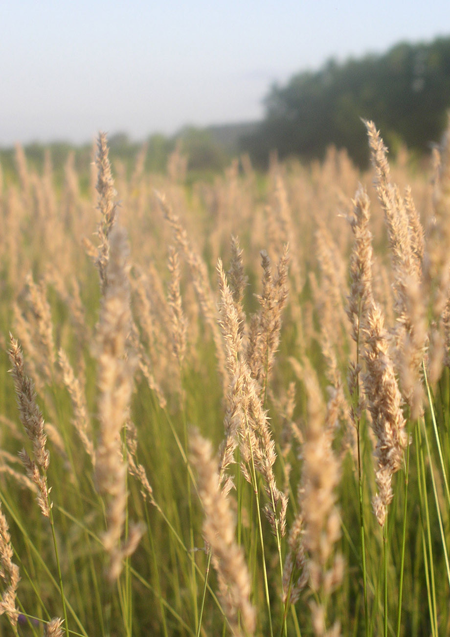 Texas Bluegrass Roots | Native American Seed