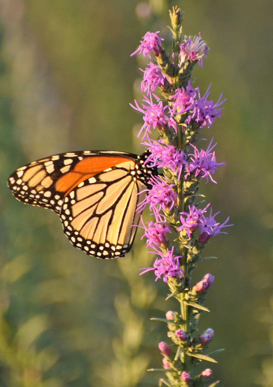 Native Seeds | Native American Seed