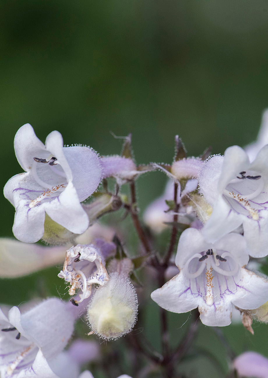 Smooth White Penstemon | Native American Seed