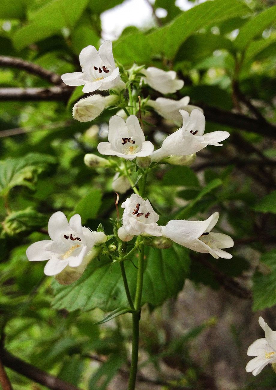 Smooth White Penstemon | Native American Seed
