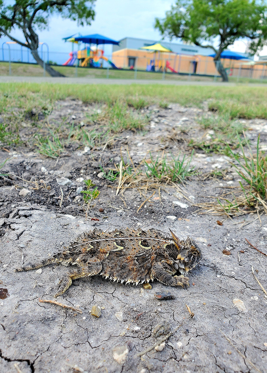 Horned Lizard Habitat Mix | Native American Seed