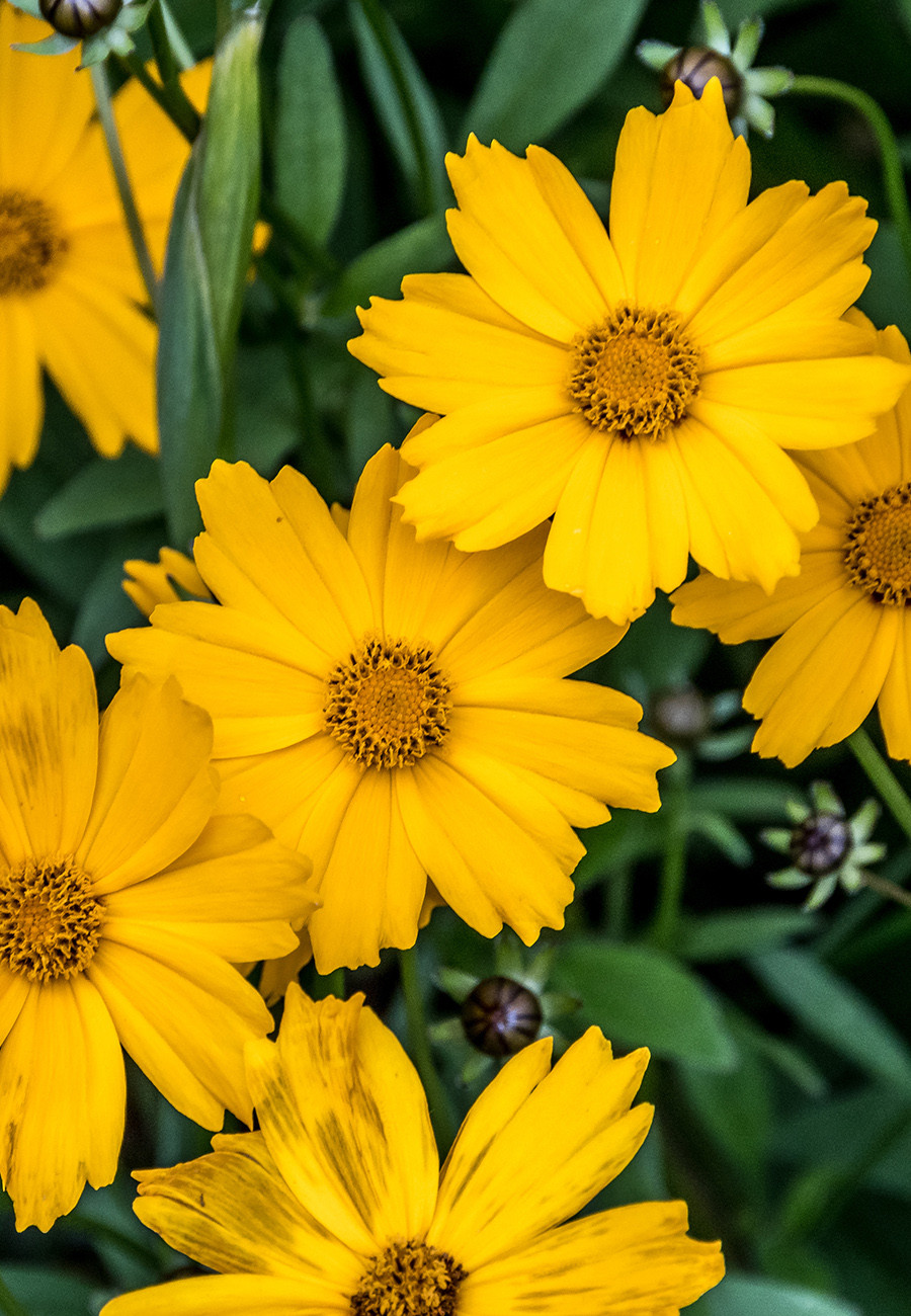 LARGE FLOWER COREOPSIS Native American Seed LARGE FLOWER COREOPSIS Native American Seed