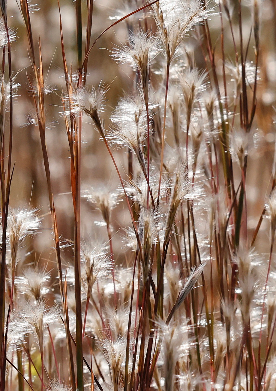 Splitbeard Bluestem | Native American Seed