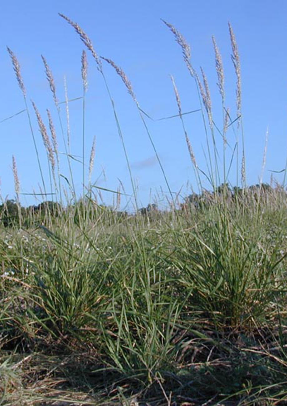 Pink Papusgrass | Native American Seed