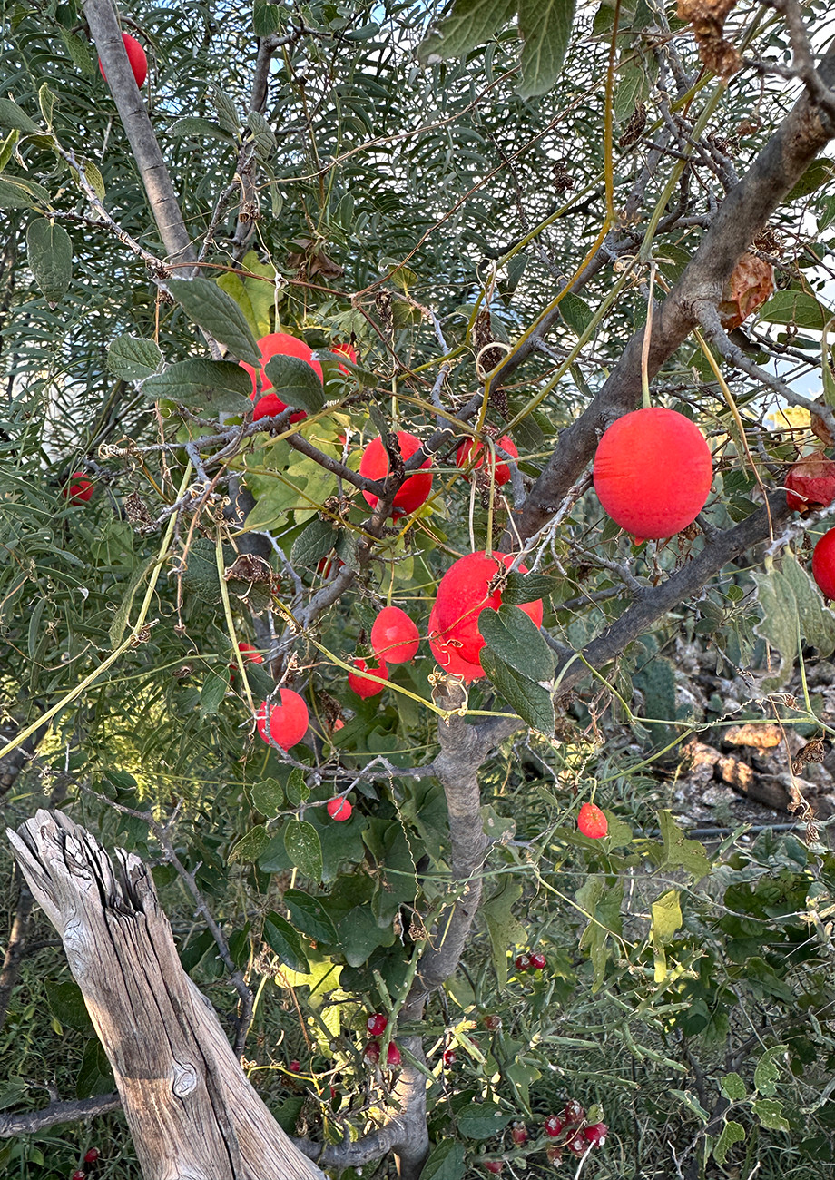 Buffalo Gourd | Native American Seed