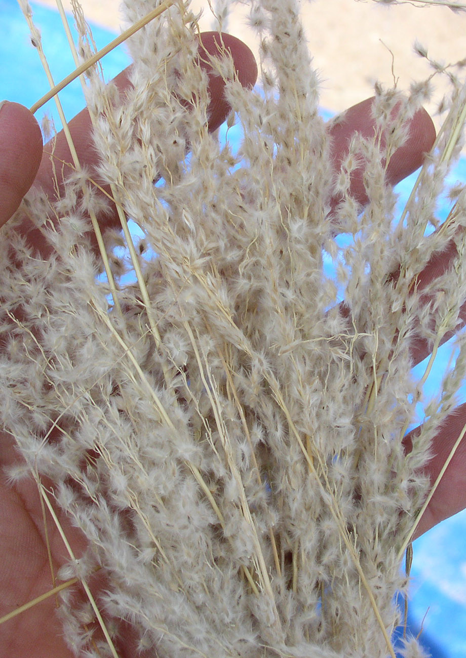 Az Cottontop | Native American Seed