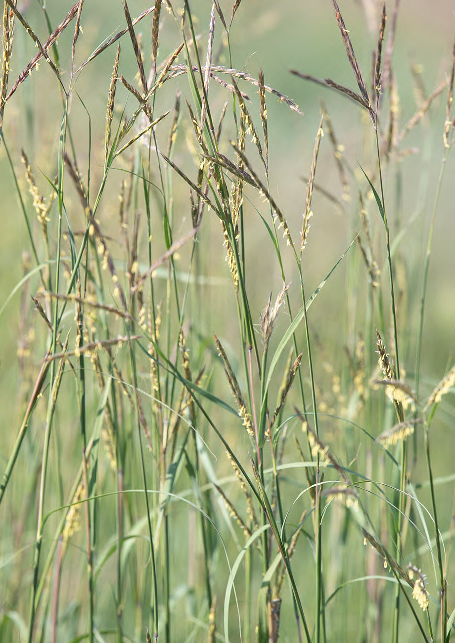 Big Bluestem | Native American Seed