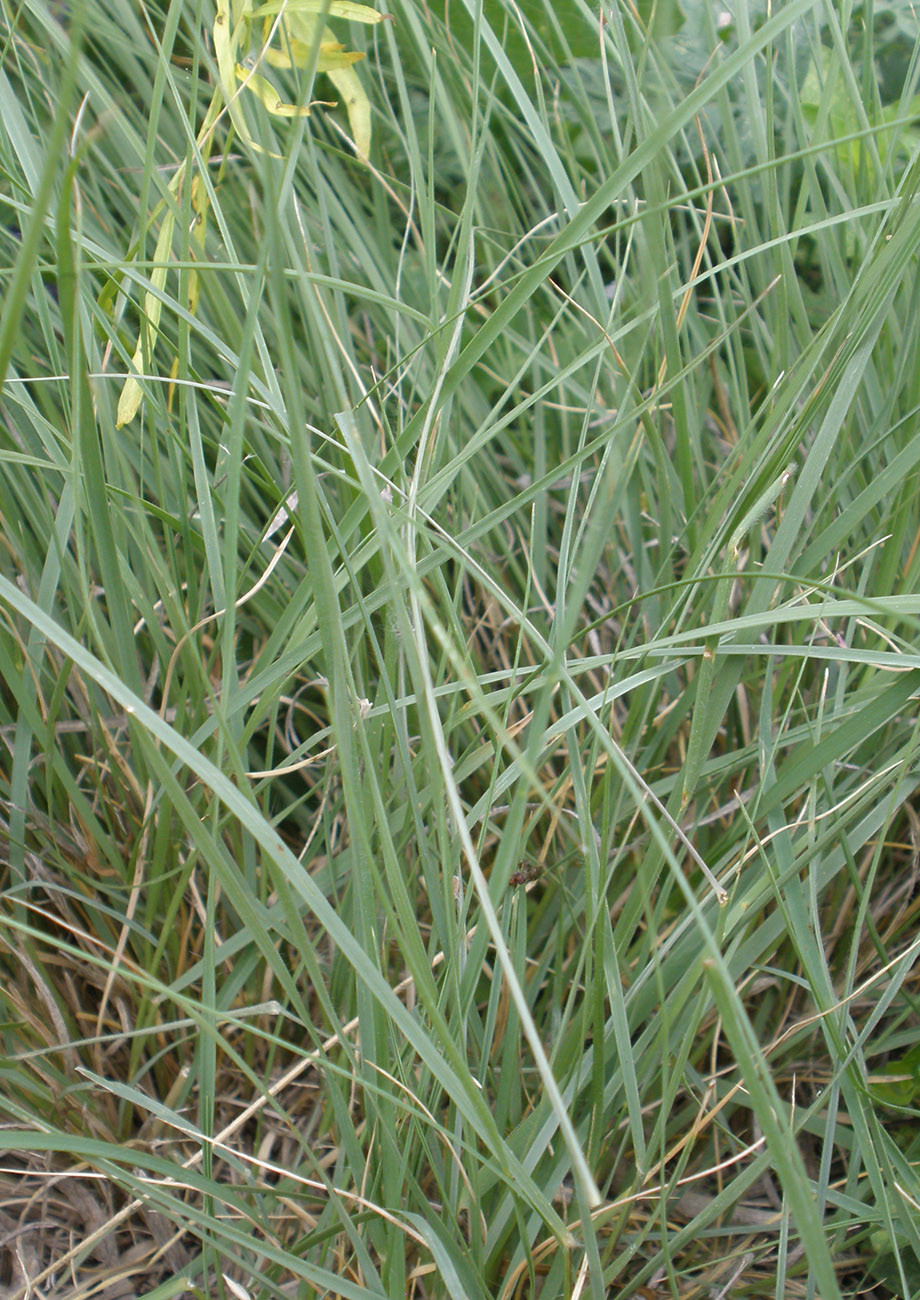 Buffalograss | Native American Seed